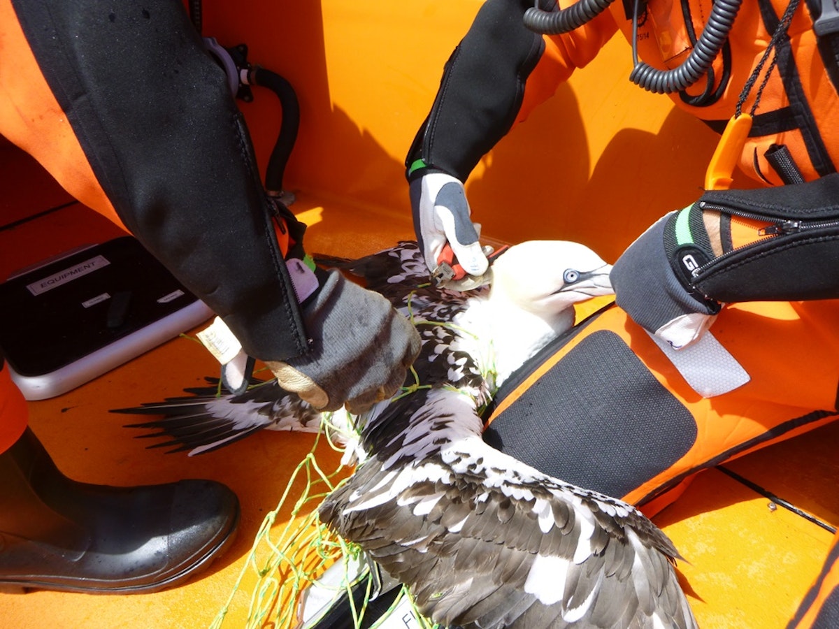 Gannett alive and well thanks to the quick actions of the Randgrid crew ...