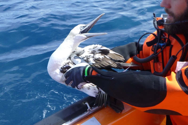 Gannett alive and well thanks to the quick actions of the Randgrid crew ...