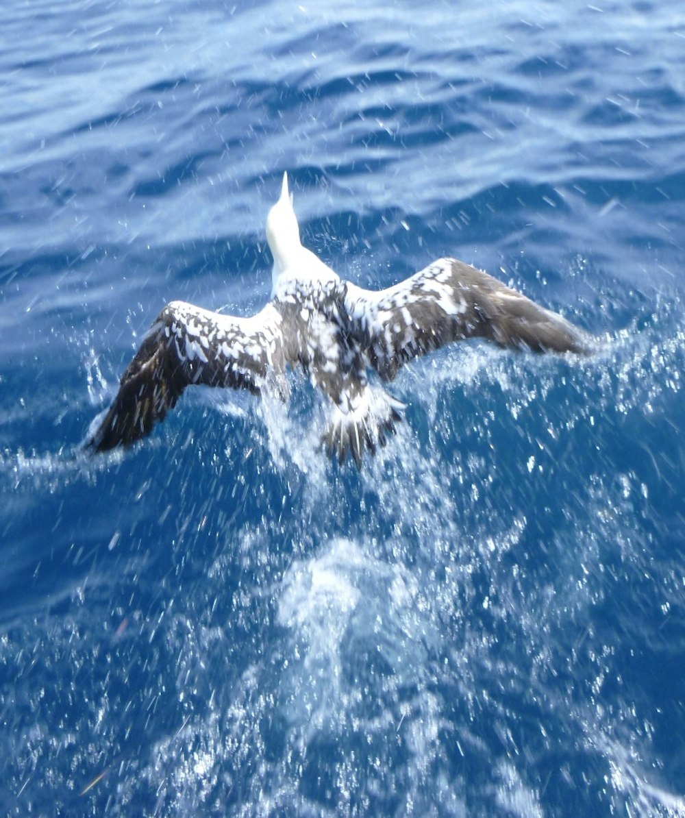 Gannett alive and well thanks to the quick actions of the Randgrid crew ...